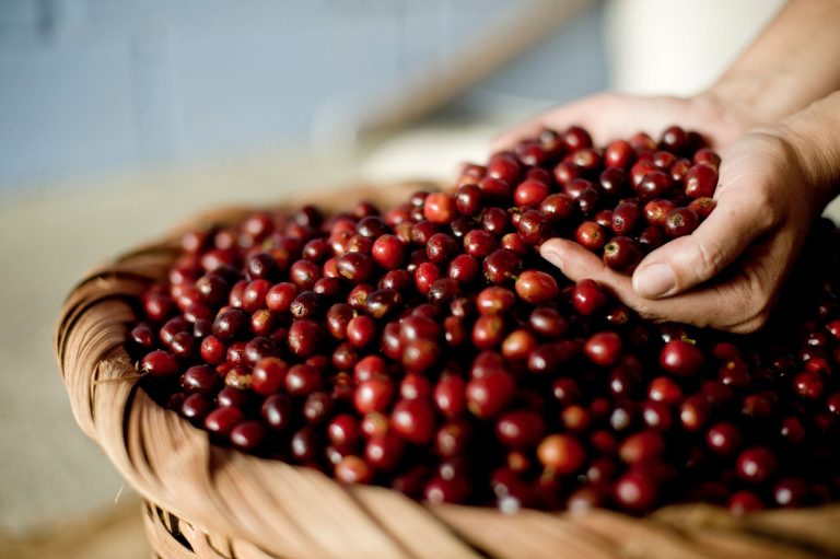 Top 5 de lo mejor del café de Colombia: ¡atrévete a probarlos!