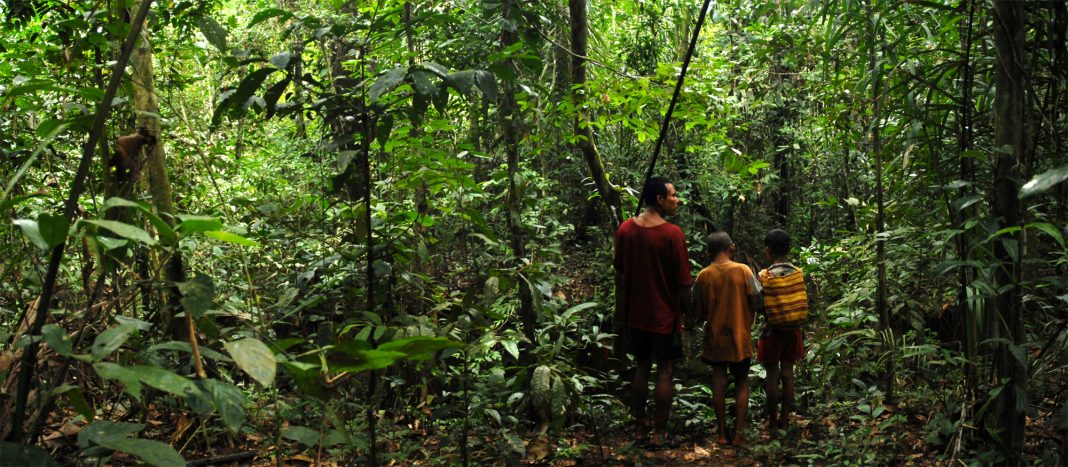 Selva colombiana: descubre sus principales atractivos turísticos